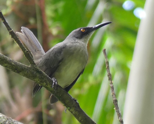 Grey Trembler - Oriole Birding